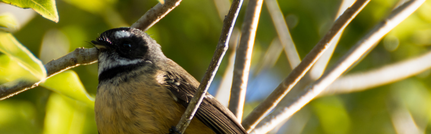 News - Wild For Taranaki