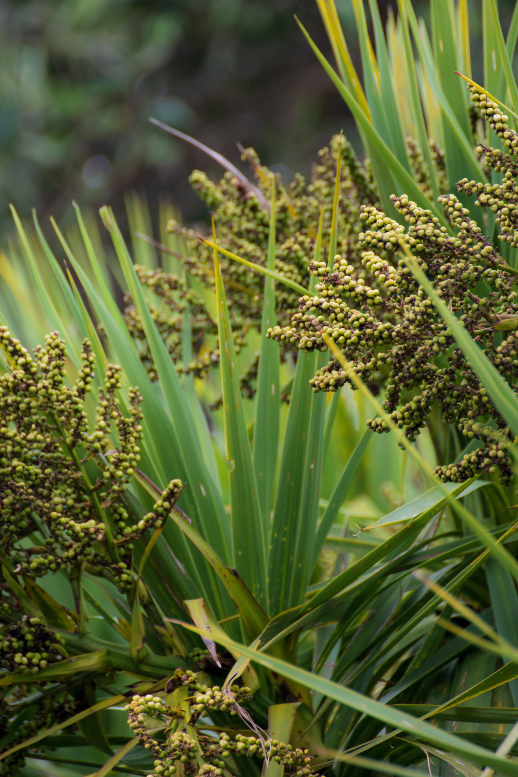 Our Logo - Wild For Taranaki
