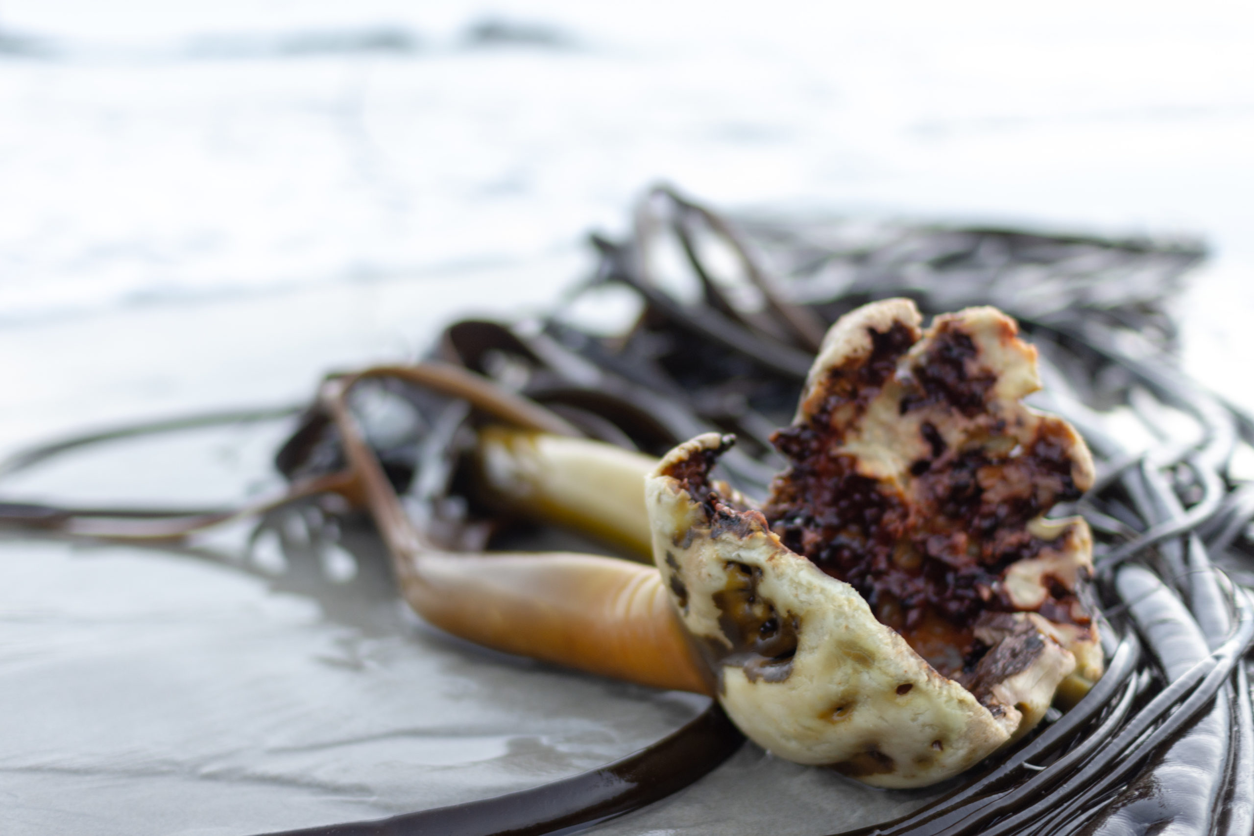 Our Story - Wild For Taranaki