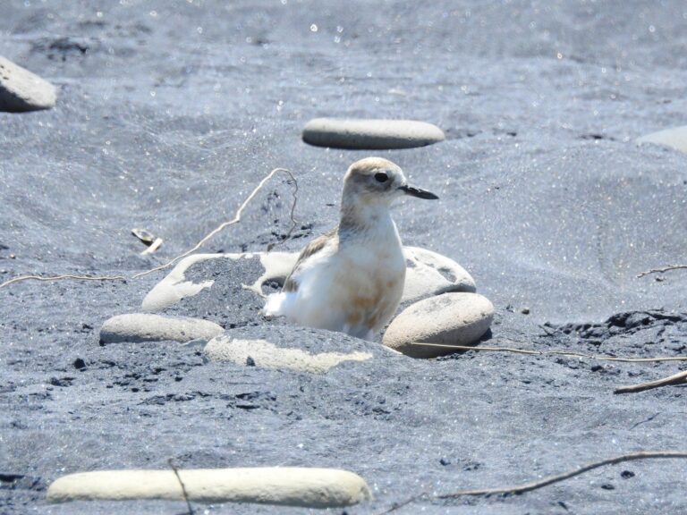 Te Whānau Toroa - Wild For Taranaki