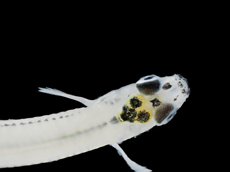 Taranaki Wai Connection Wānanga: Spotlight on Īnanga and Fish Passage ...